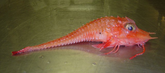 BioScouts: Nas profundezas do oceano