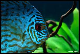 Peixes Ornamentais Brasileiros: Acará Disco