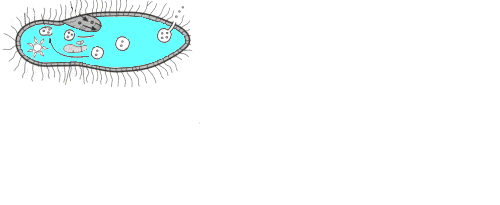 Exercícios sobre protozoários | Bio Nota 10