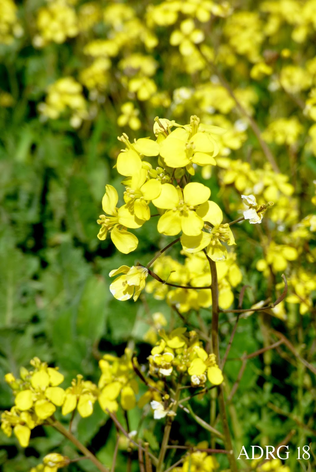 UN AMBIENTALISTA: Cuadernos de botánica: el jaramago