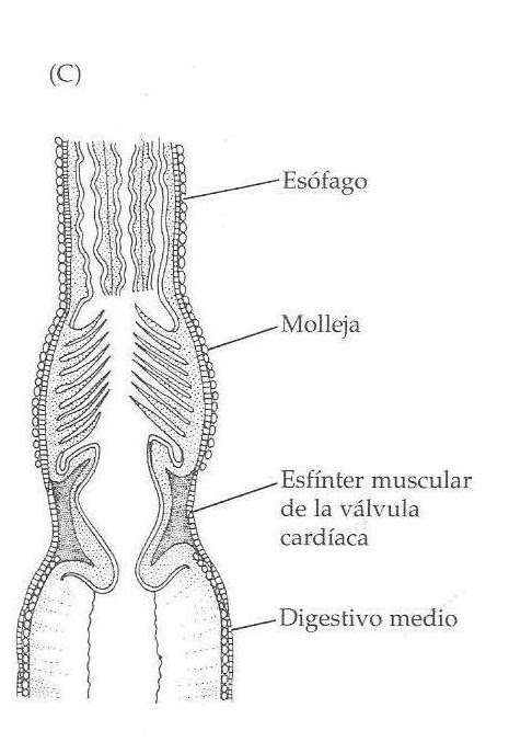 Clase Quilópodos : Características