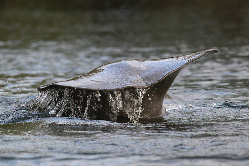 The Rambling Wren: Manatee Tails