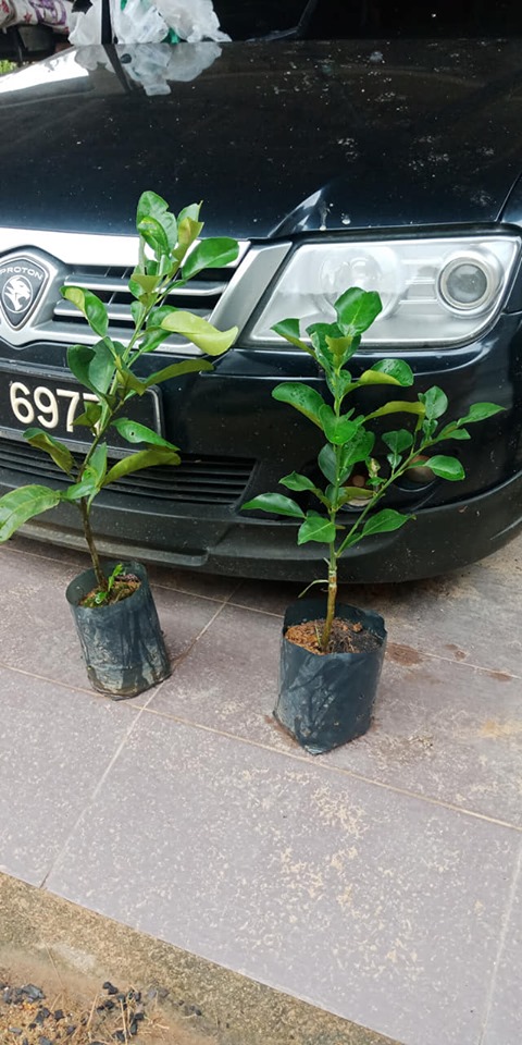 Berita TV Malaysia: Stock pokok limau bali isi merah
