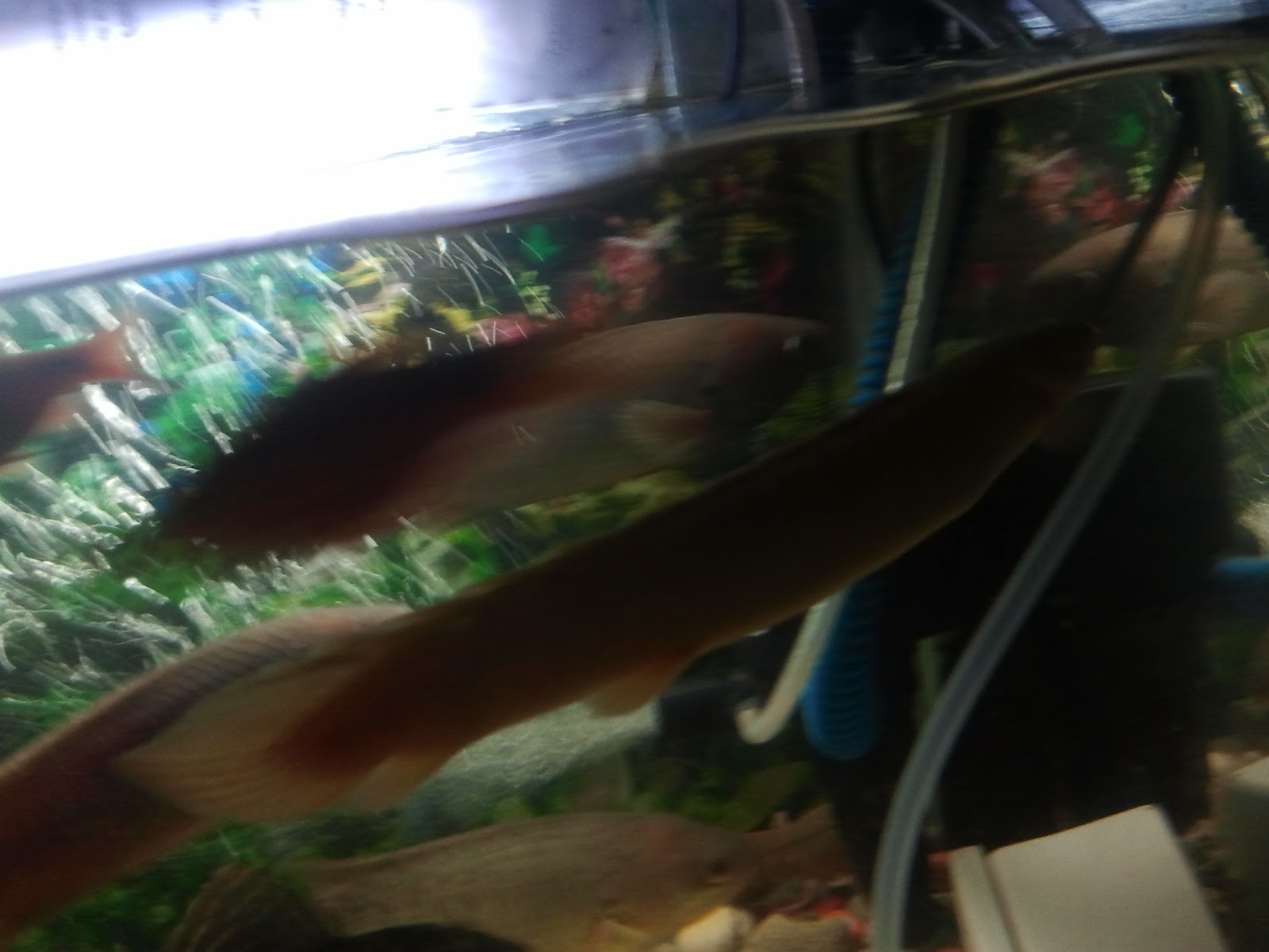 hardy boy: Ikan Pelik - DRAGON FISH