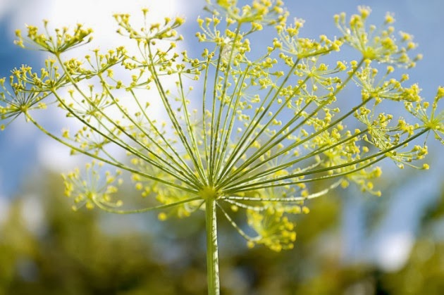 Jardim Verde | Produtos Naturais: A erva-doce