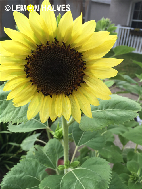 Lemon Halves: Sunflower Lemon Queen