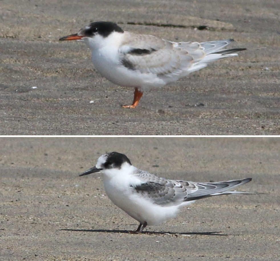 Kerry Birding: Terns