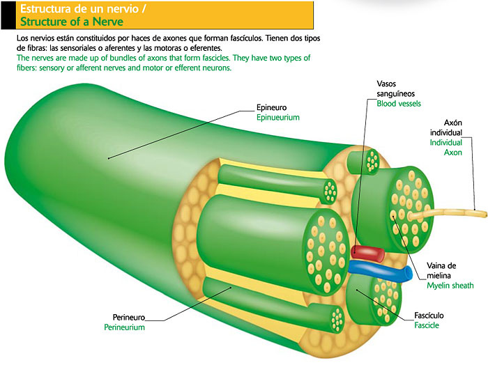 Biología BI: 27.- Nervios, hormonas y homeostasis