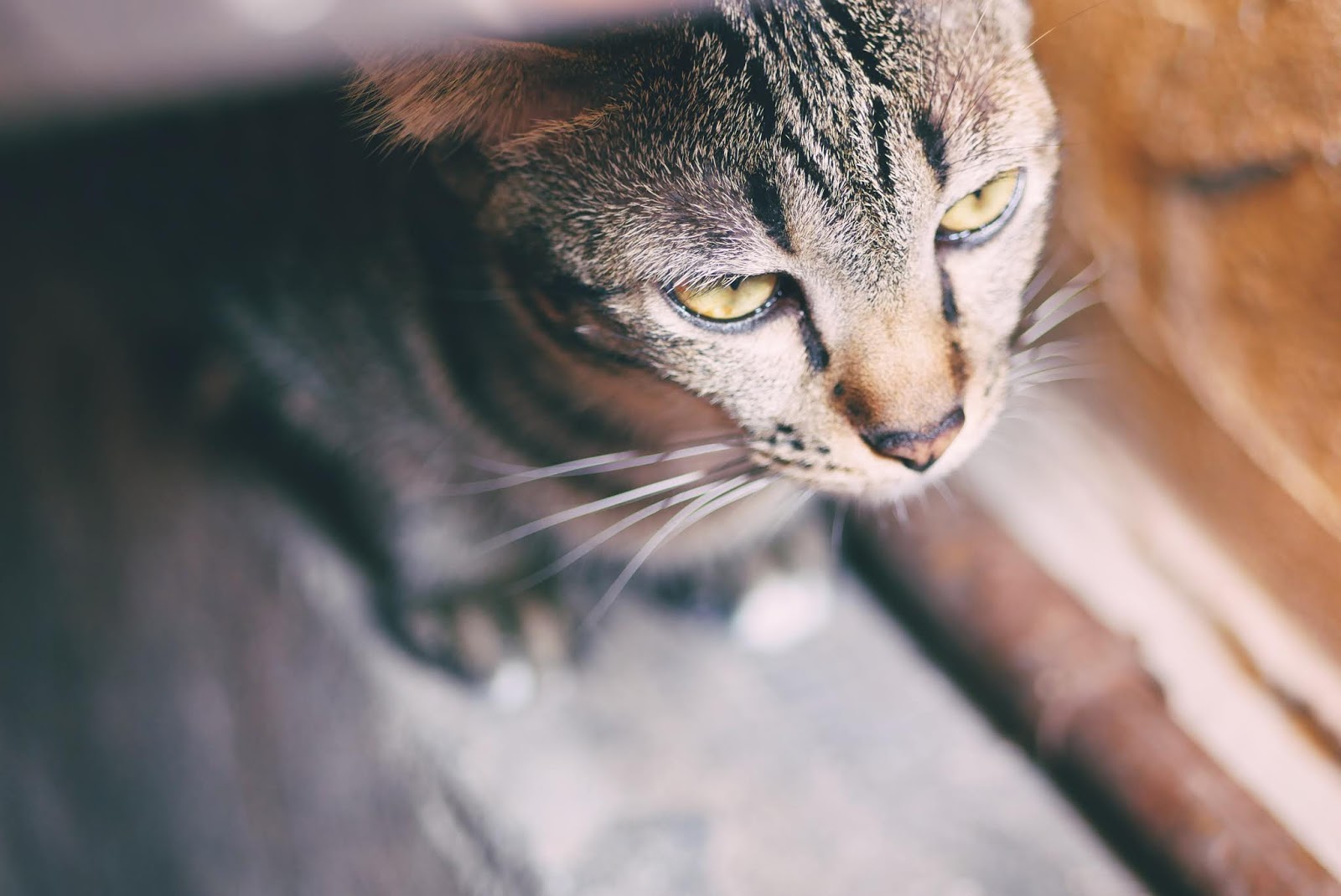 Pap Tt Tt Kucing / Cep I Porhyria Type I Cat Genimal Biotechnologies ...