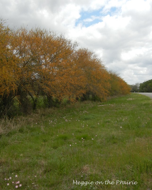 Meggie On The Prairie: What's in a Name.....