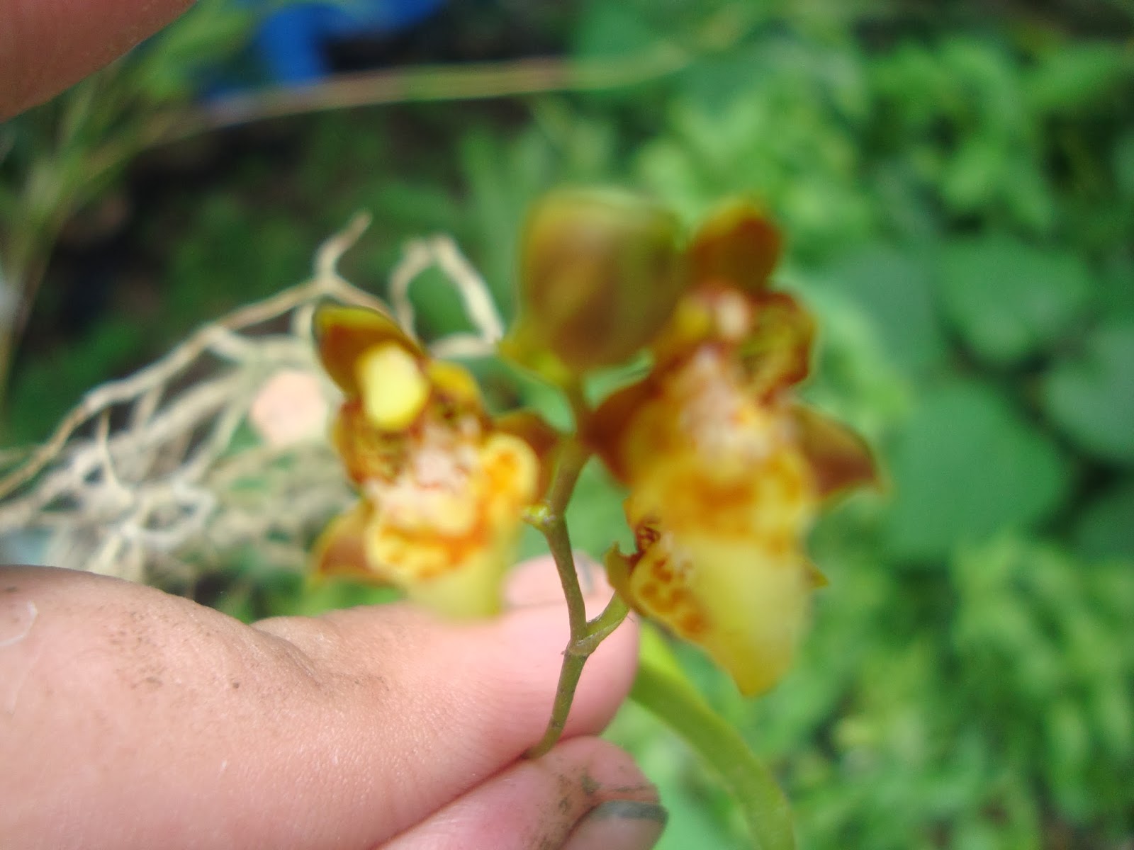 Orquídeas HElid: Leochilus Carinatus