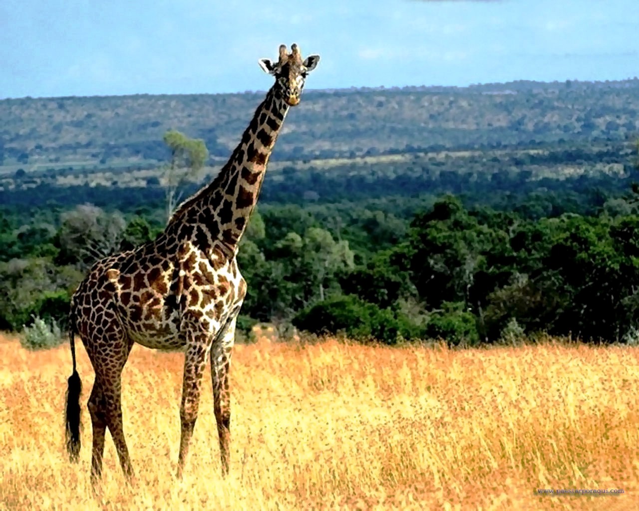 Animales Salvajes: animales silvestres