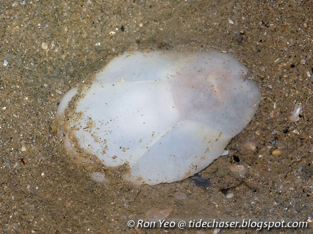 tHE tiDE cHAsER: Headshield Slugs (Phylum Mollusca: Clade Cephalaspidea ...
