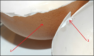 Biology of the Reptilia: Lab 1: General Anatomy of Reptiles. Chalaza ...