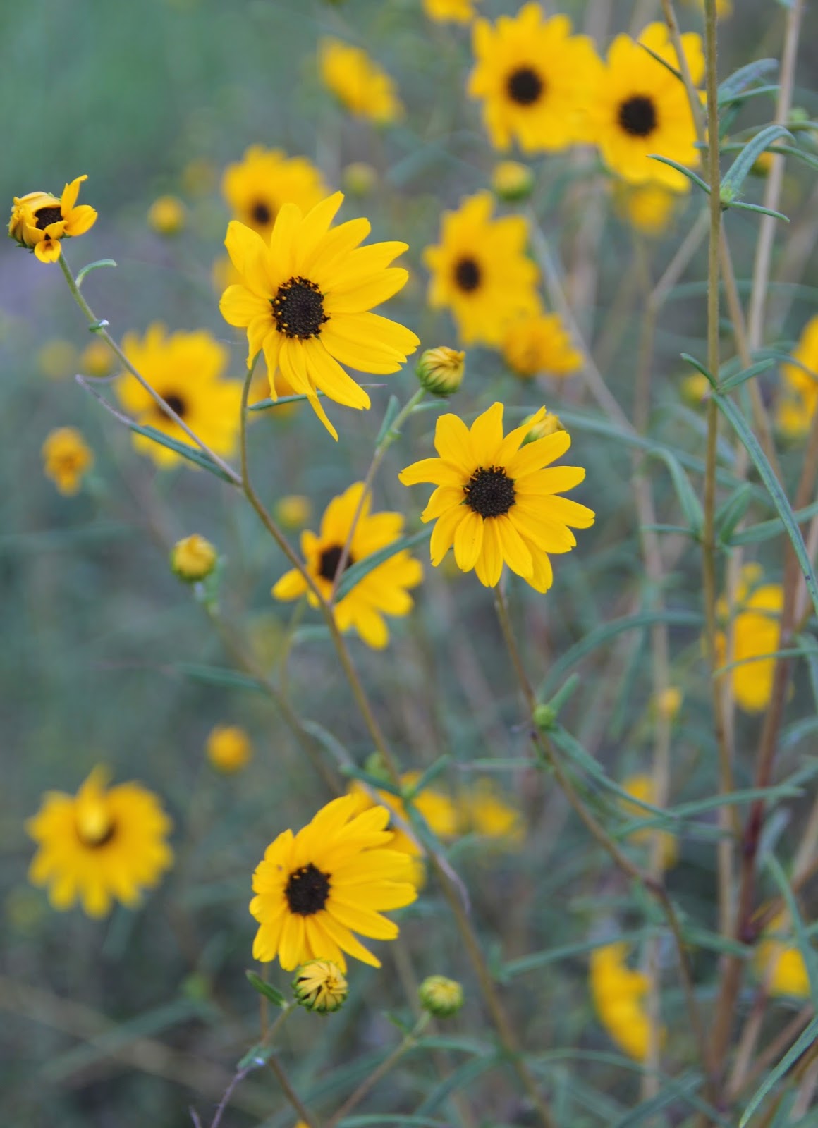 Hoot Owl Karma: September Sunflowers - Helianthus spp.