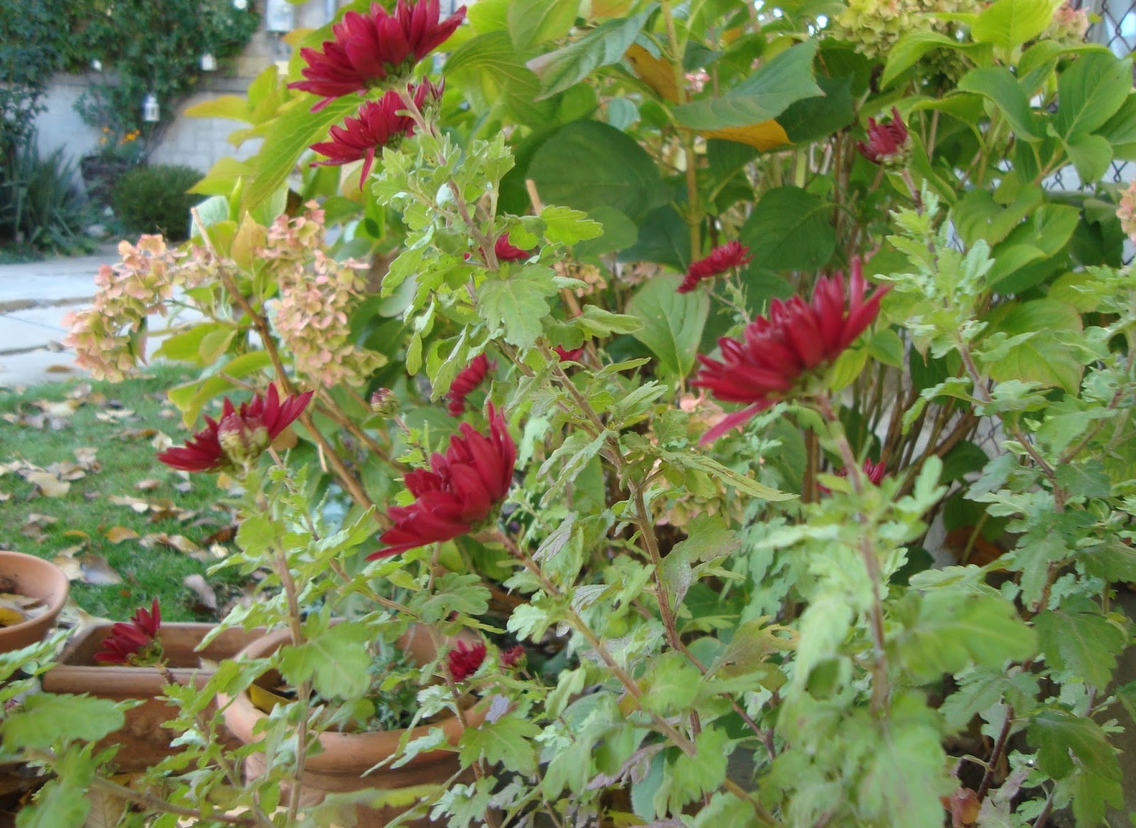 Time in the garden: Revoluția crizantemelor