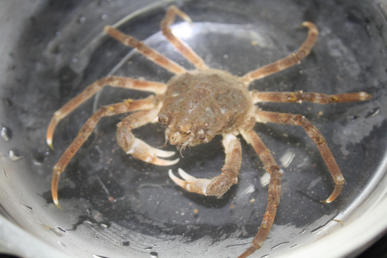 Huntsman Marine Science Centre: March 2012