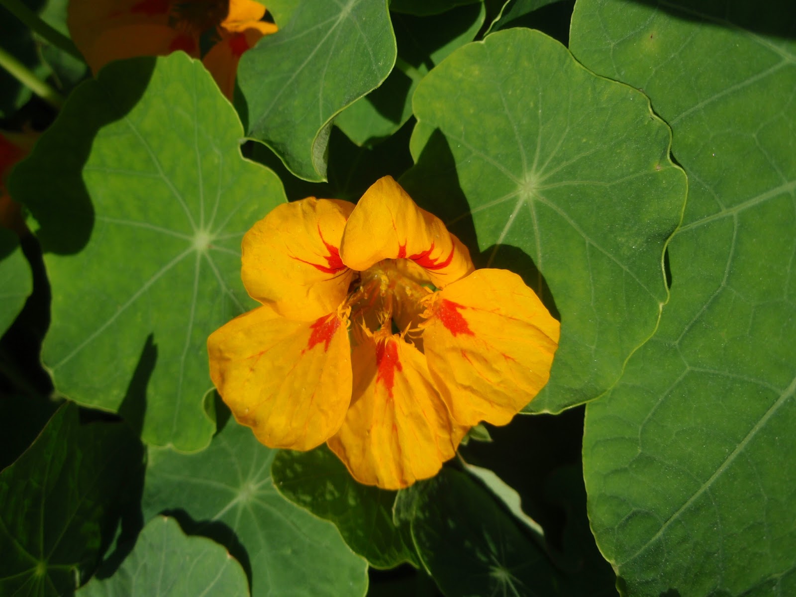 CAPUCHINA: Tropaeolum majus | Plantas rioMoros