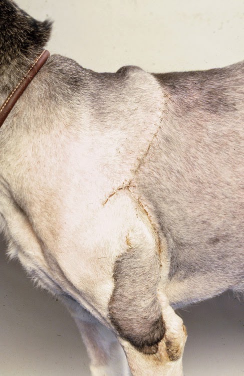 Veterinary Key Points: Large Skin Defects in Dogs and Cats Treated With ...