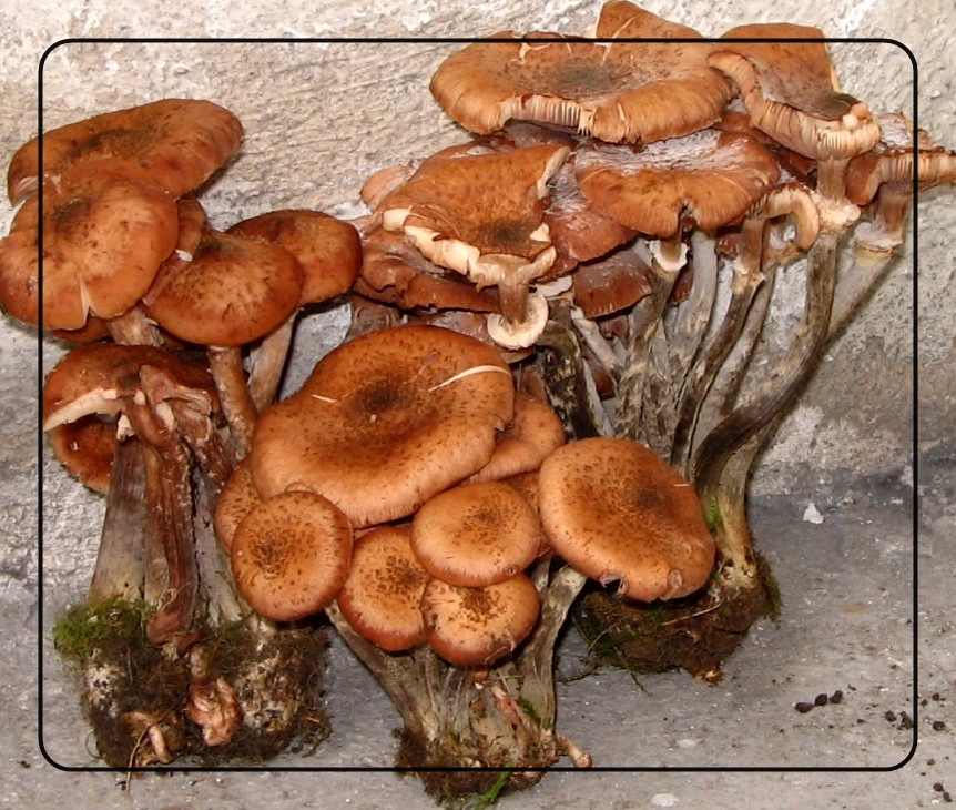 PASIUNI: GHEBE CU SMÂNTÂNĂ