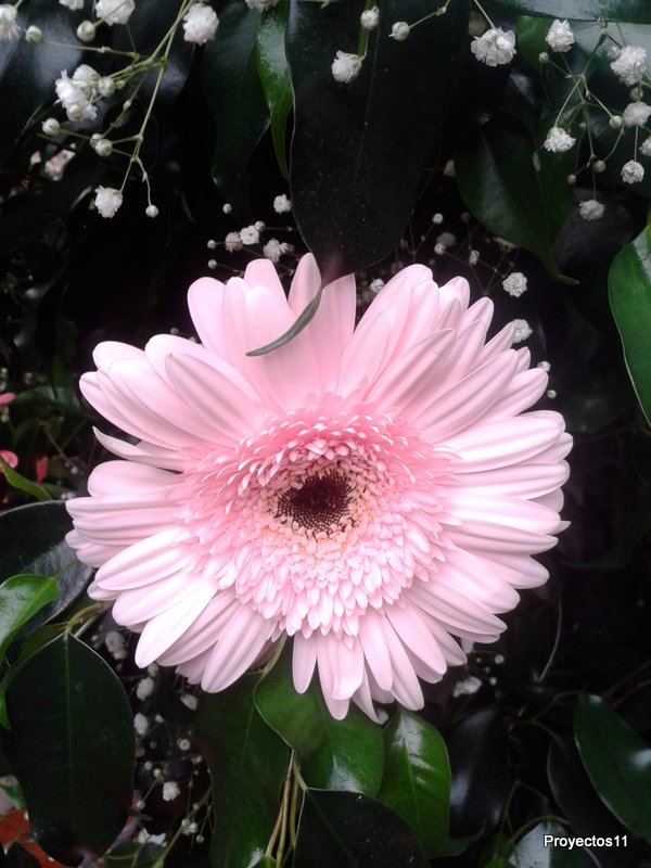 La senda del genio del lugar: CENIZO, PALO CENIZO ( Leucophyllum ...