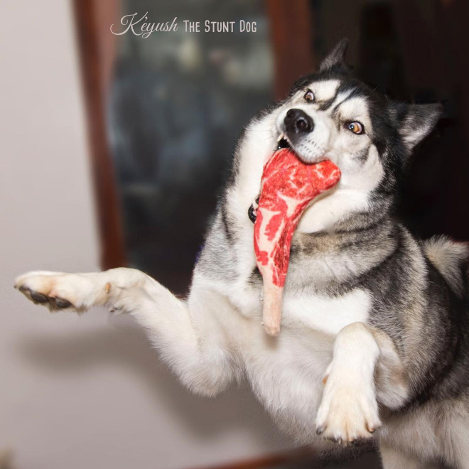 Keyush: el husky más divertido de instagram (el perro que no atrapa nada)