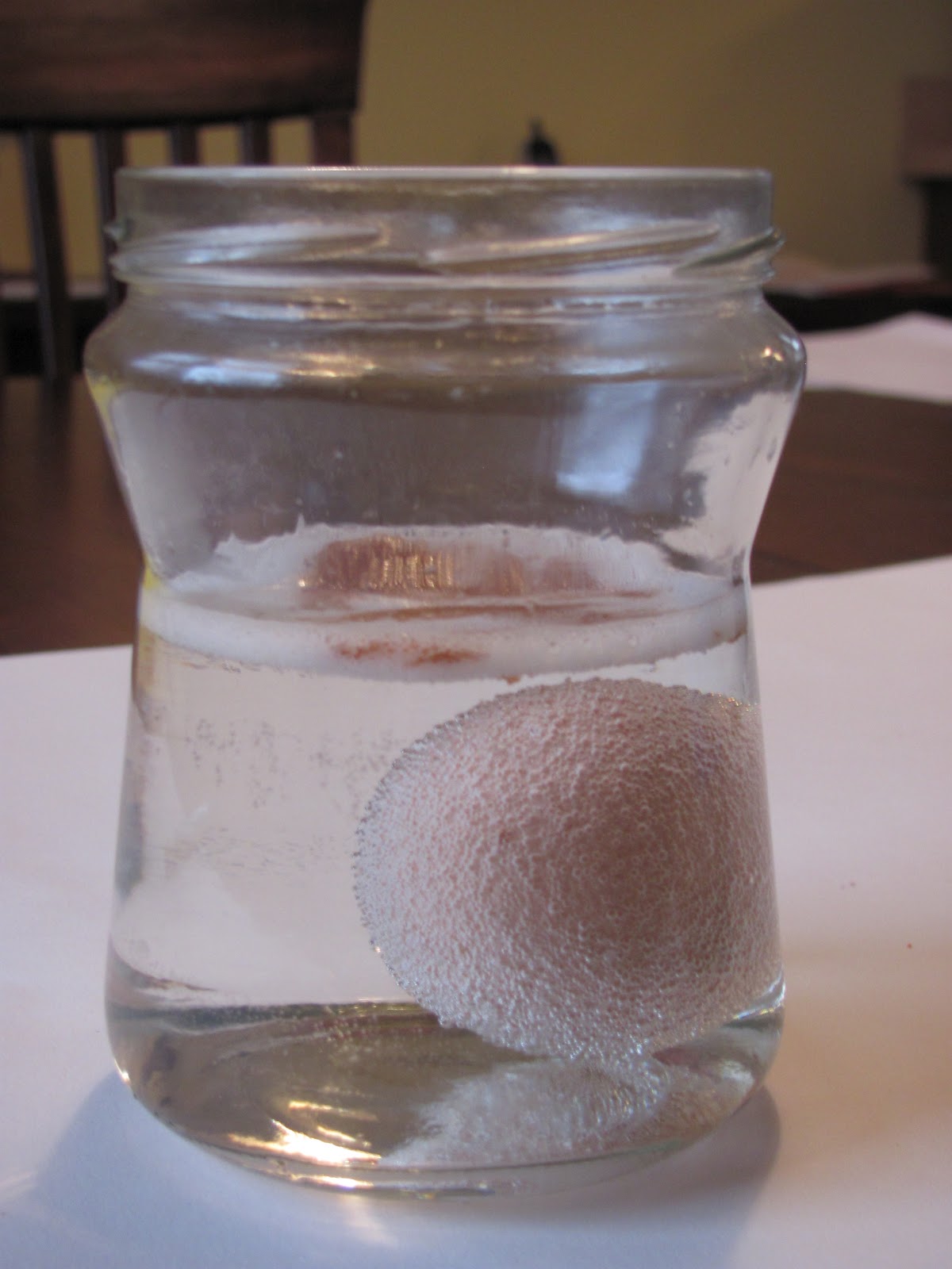 The Chocolate Muffin Tree: The Transparent and Bouncy Egg Experiment