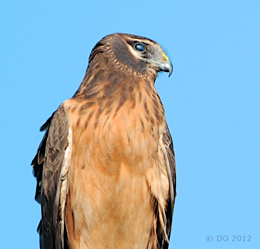 Northern Harrier