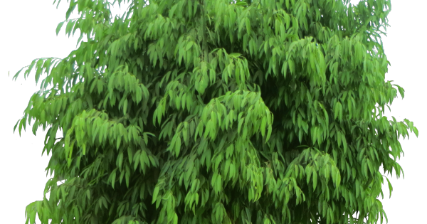 Tropical Plant Pictures: Ficus maclellandii (Banana Leaf Fig)