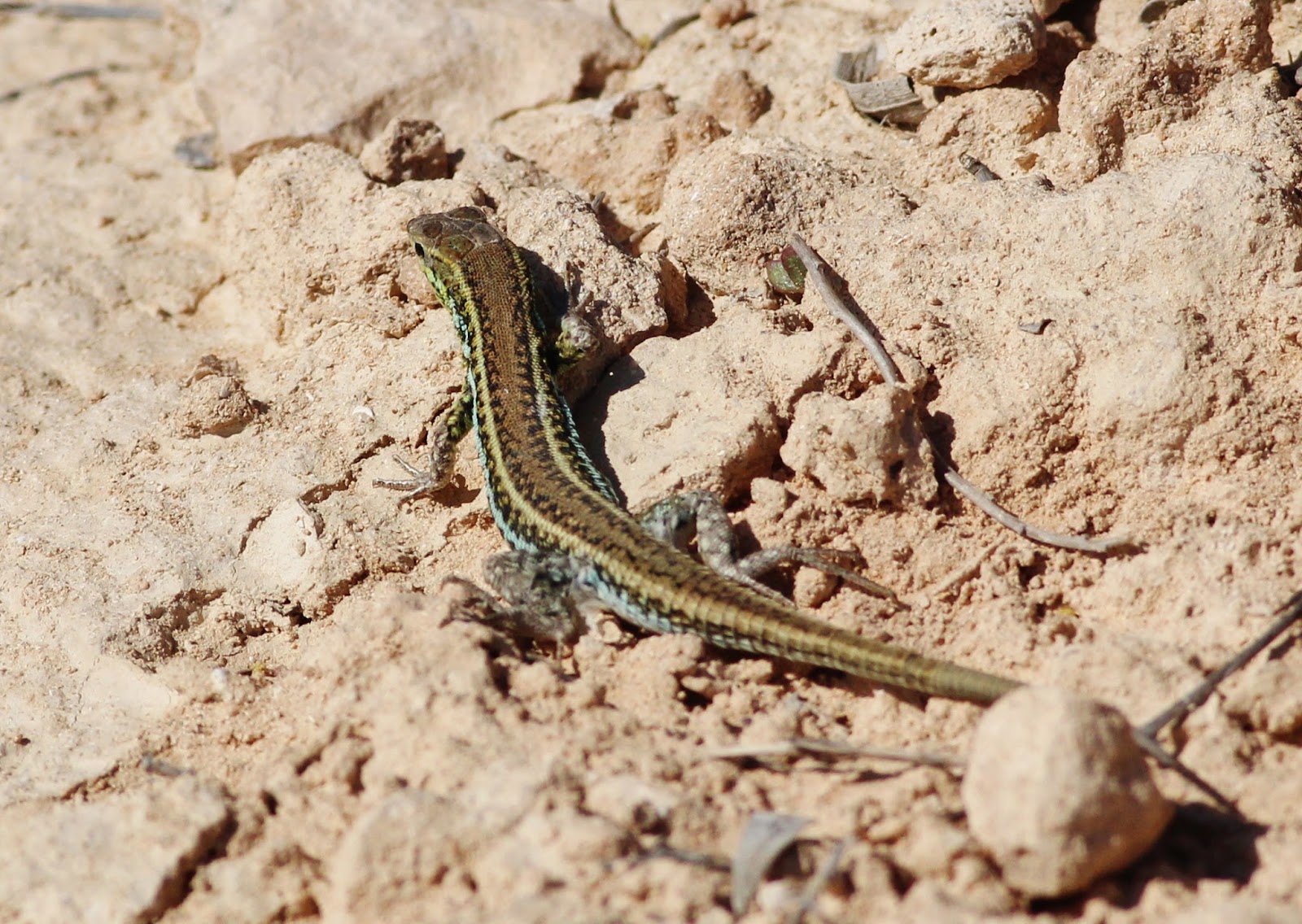 Ερπετά και αμφίβια της Κύπρου - Reptiles and amphibians of Cyprus by ...