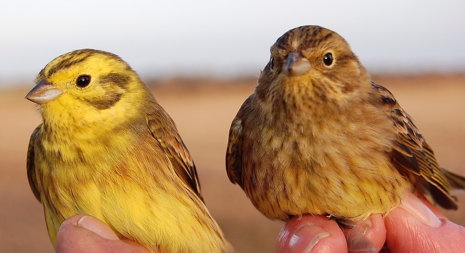 East Norfolk Ringing Group: Yellow Buntings this time.