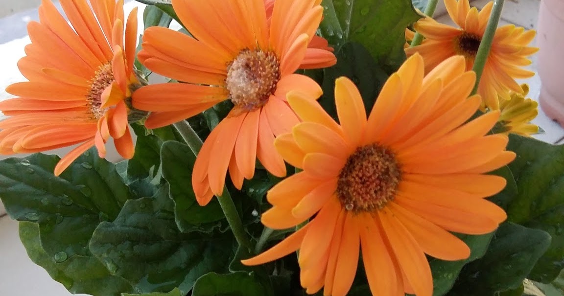 77+ Gambar Pokok Bunga