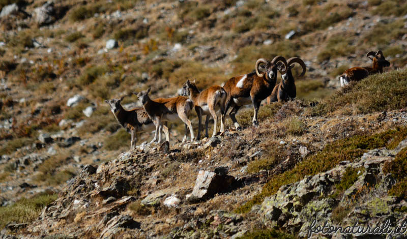 AmicoMario: IL MUFLONE: VERA ICONA DELLA SARDEGNA, COME I NURAGHI. LO ...