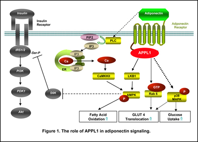 A Life challenge for all the Diabetics!!!: The Role of Adiponectin and ...