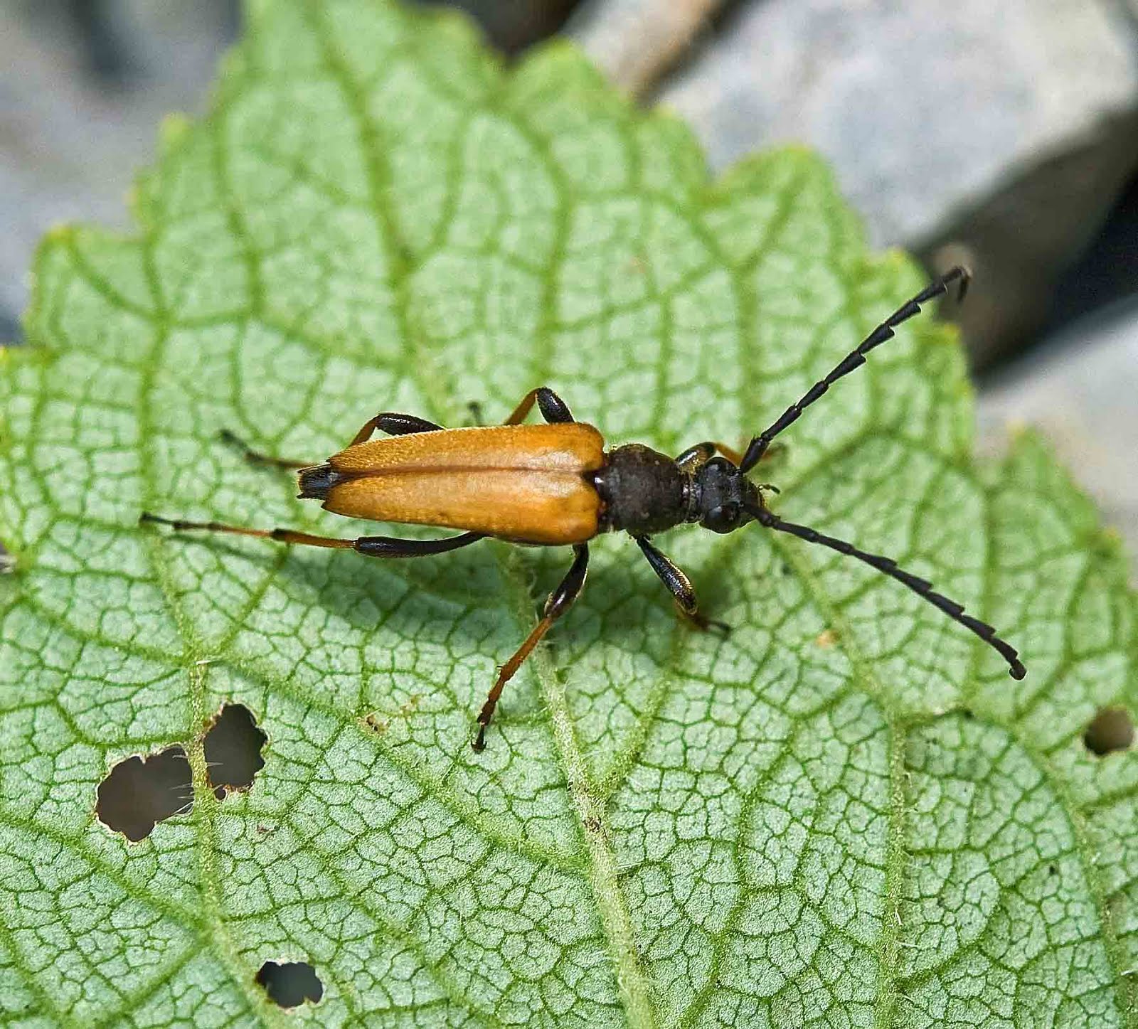 Gower Wildlife: Red Longhorn Beetle in Cimla