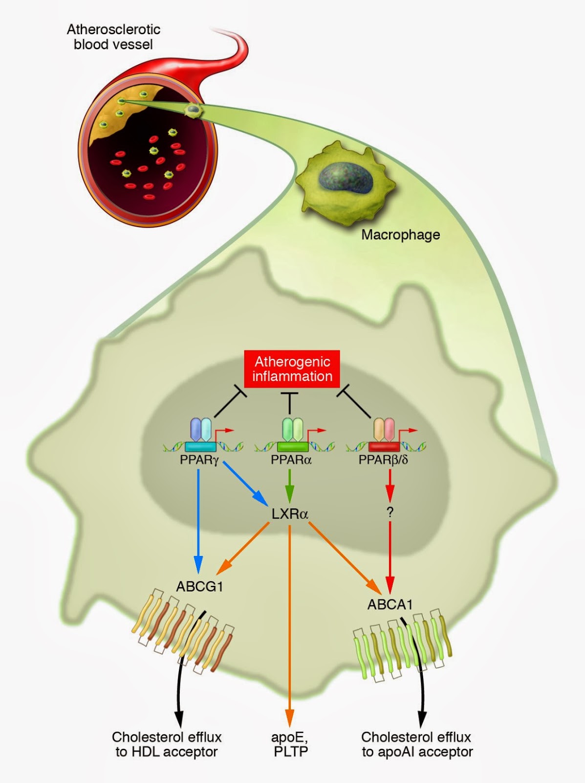 Epiphany: PPAR alpha, beta and gamma in Autism, Heart Disease and Diabetes