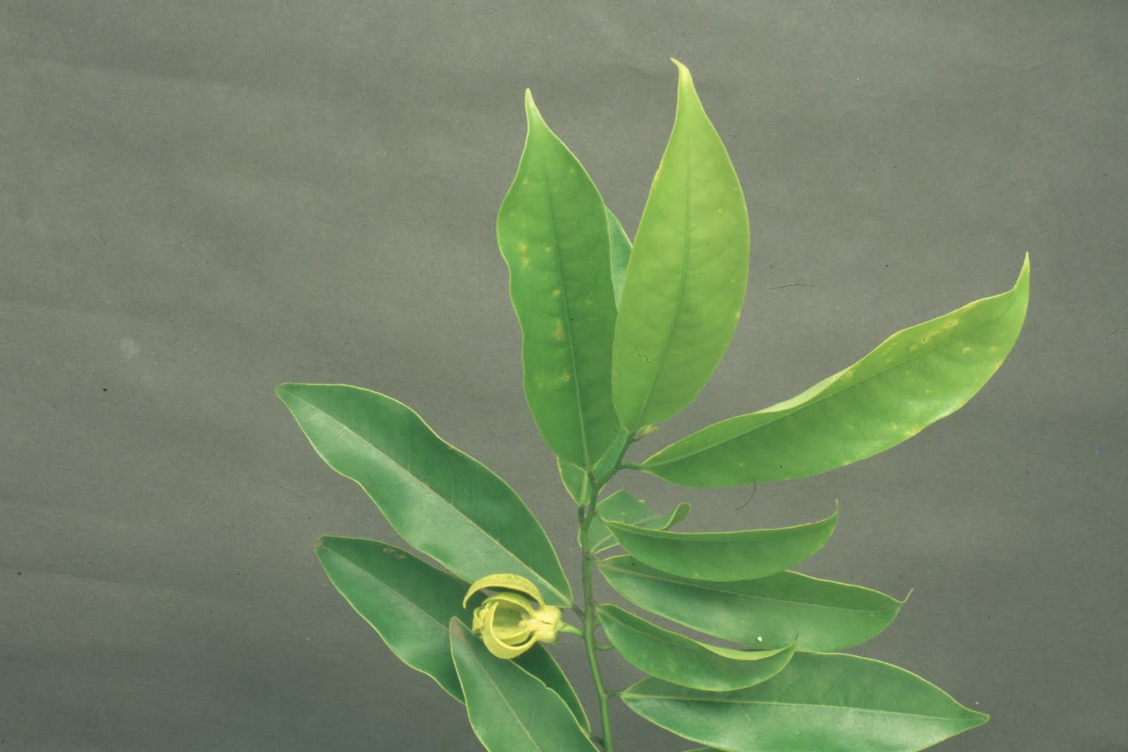 Artabotrys hexapetalous, Hirva chapha | Flowering Plants and Pictures