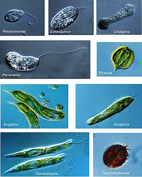 Saiba um pouco mais sobre as Euglenophytas