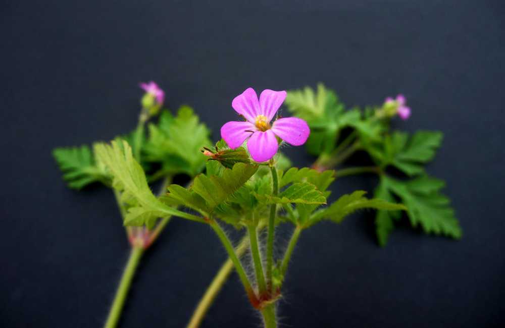 r o b i n 's y a r d: Geranium purpureum