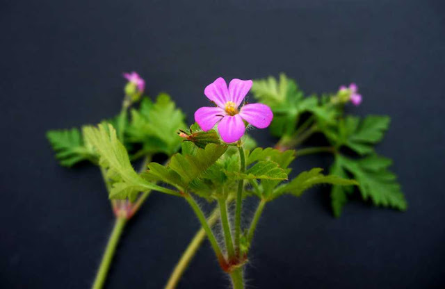 r o b i n 's y a r d: Geranium purpureum