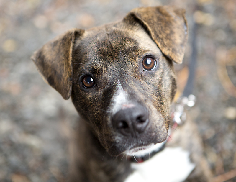 Shelter Dogs of Portland: "NICK" adorable little Pittie mix!
