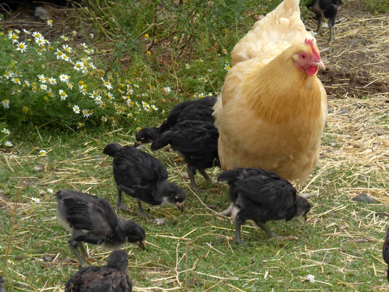 Rural Revolution: Mother hen