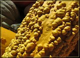 New World Food: Harvest Ingredient 6: New World Gourds And Squash