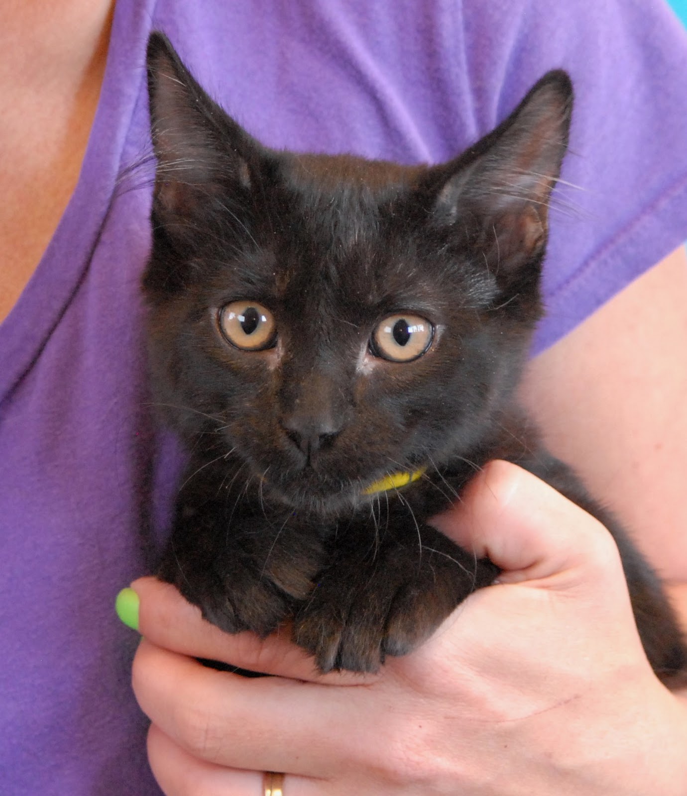 6 adorable kittens now ready for adoption!
