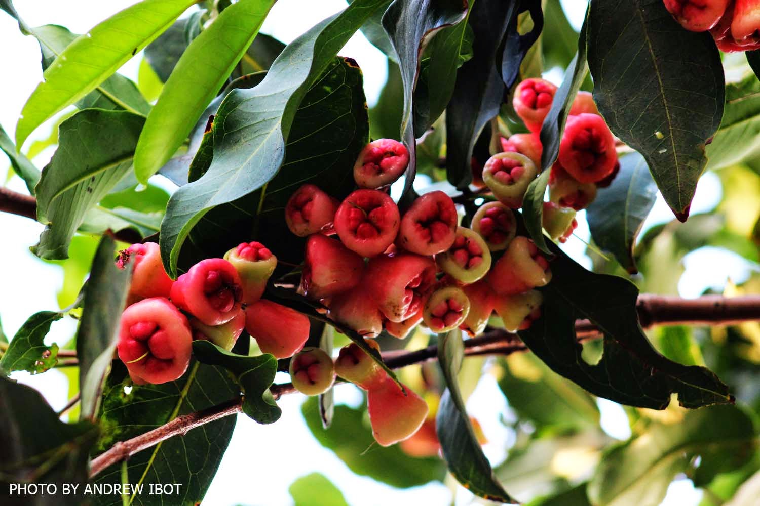 Ako si ANDREW IBOT!: Makopa