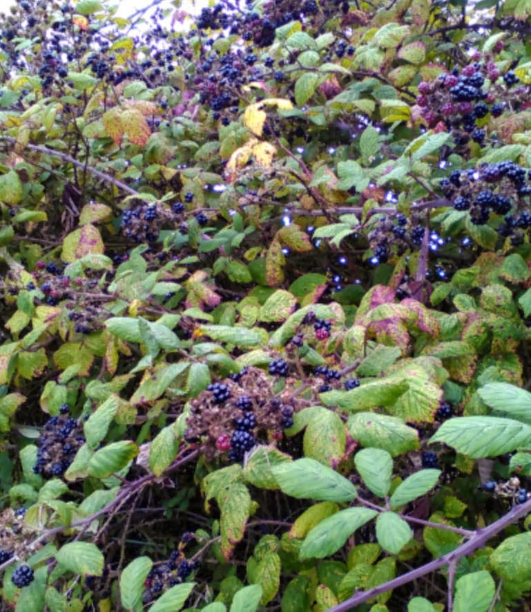 Gluten Free Blog: Fresh Black Raspberries in Season