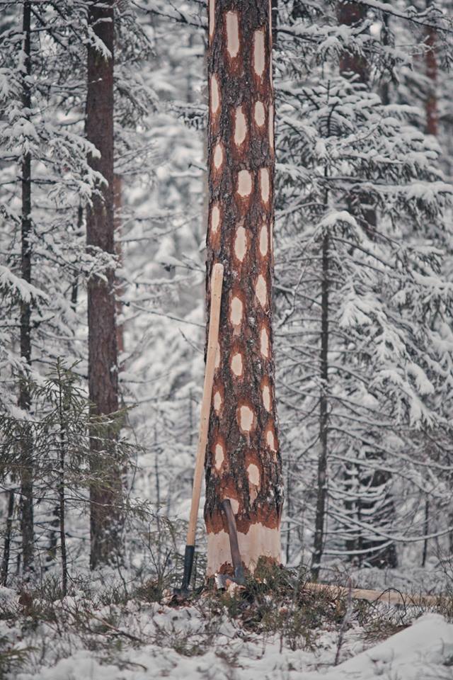 挪威樹皮環切技術 Ringbarking in Norwegian | 樹沃客樹藝