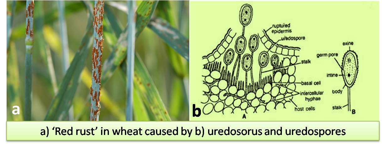 5 Stages in Life cycle of Puccinia