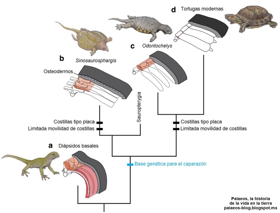 Palaeos, la historia de la Vida en la Tierra: Notas cortas: El origen ...