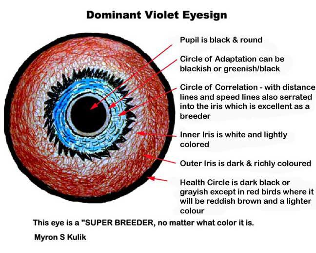 Pigeon Diary: Pigeon EYE SIGN